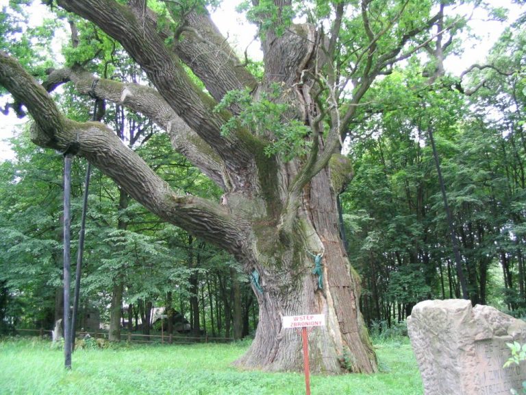 Famous Oak Trees - Alternative Mindset