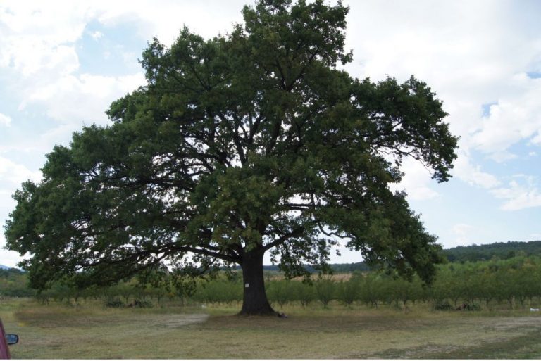 Famous Oak Trees - Alternative Mindset